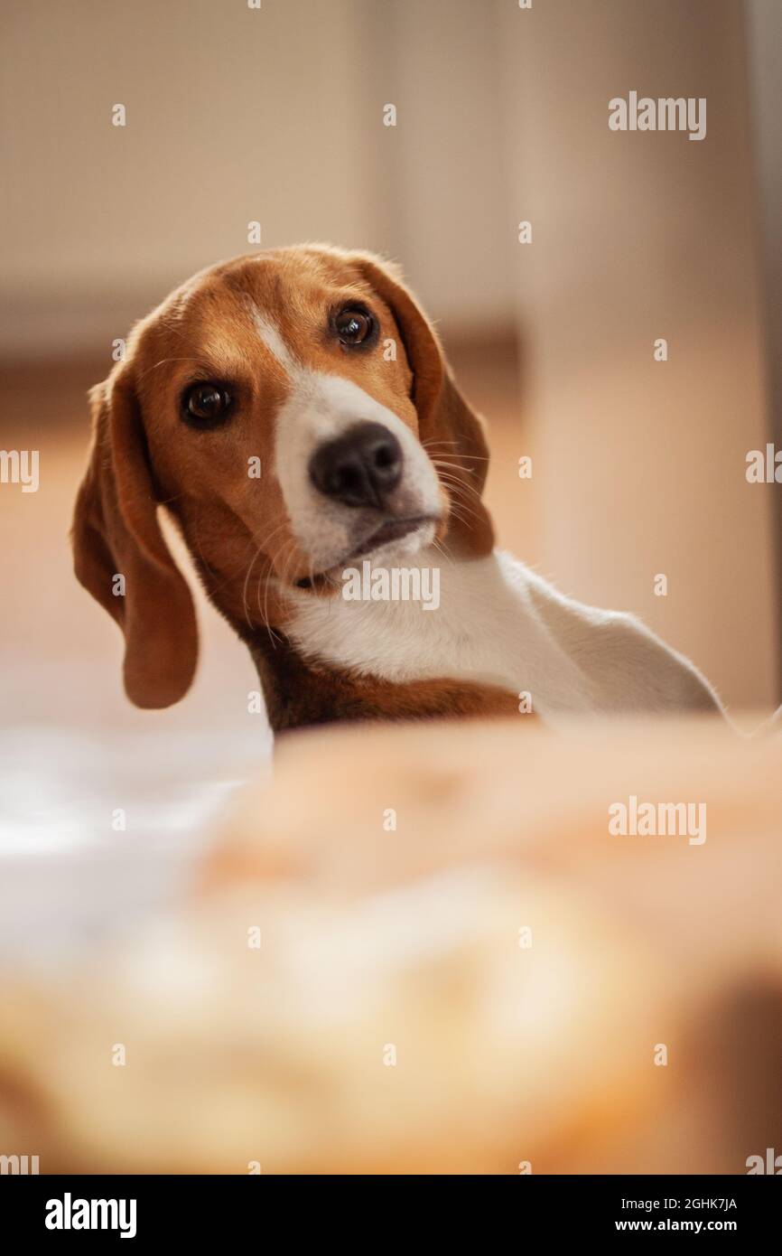 Dog peeking over the table Cute young beagle dog peeking over the table ...