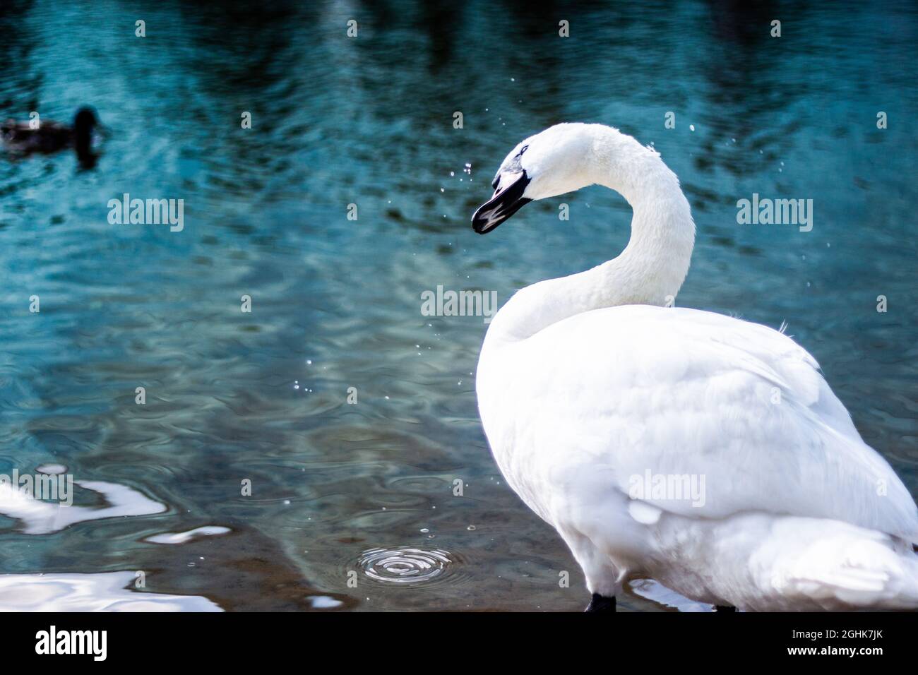 Snow white swan on a shore shaking head off the water, male mallard in ...