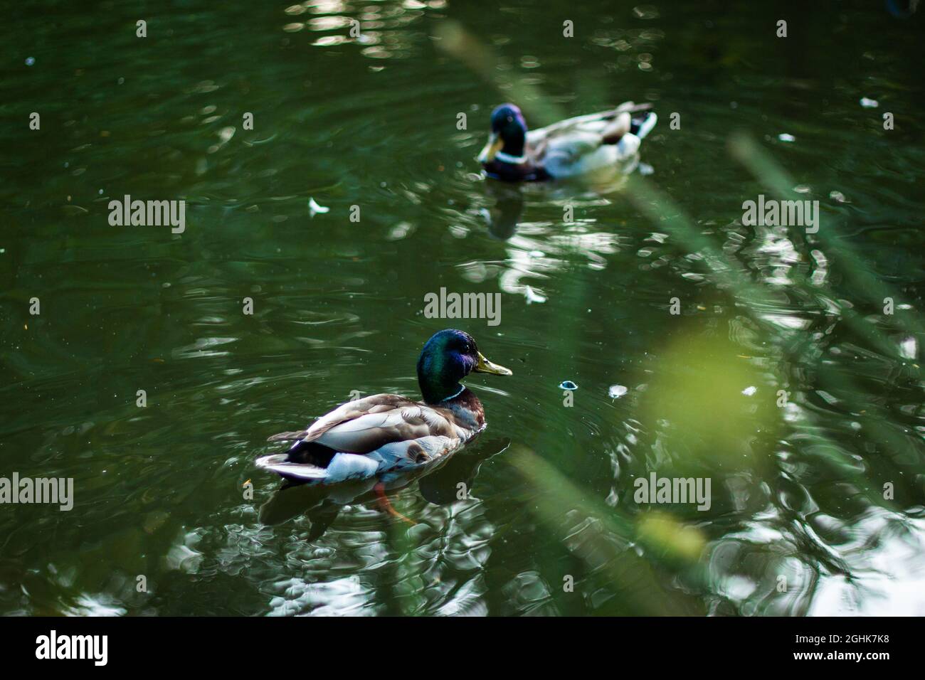 Two ducks swimming on the water | Two colorful male mallard ducks swimming on the water Stock ...