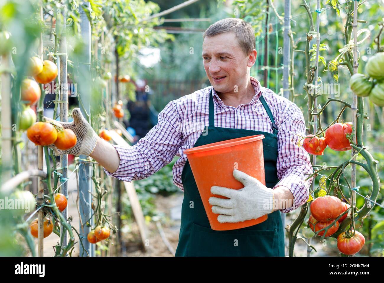Man professional horticulturist picking harvest of tomatoes to bucket ...