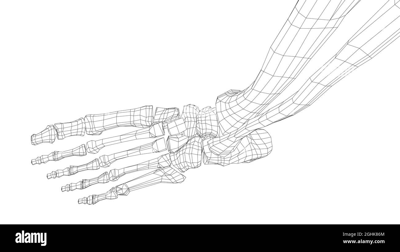 Human skeleton. Vector Stock Vector Image & Art - Alamy