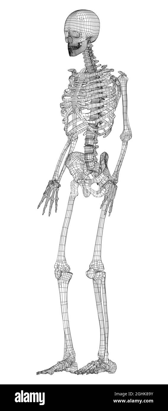 Human skeleton. Vector Stock Vector Image & Art - Alamy