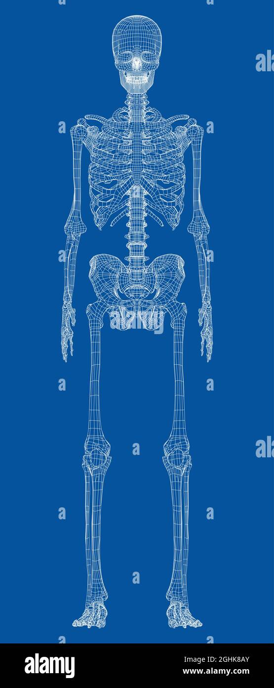 Human skeleton. Vector Stock Vector Image & Art - Alamy