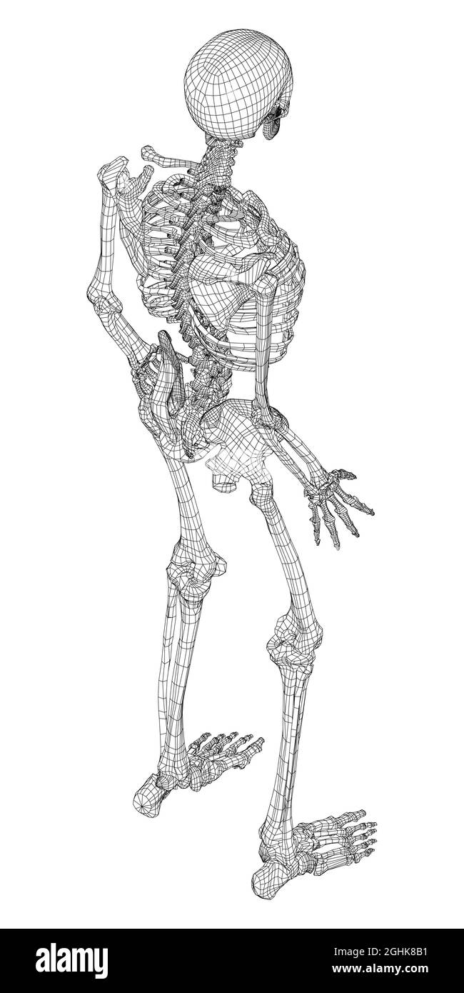 Human skeleton. Vector Stock Vector Image & Art - Alamy