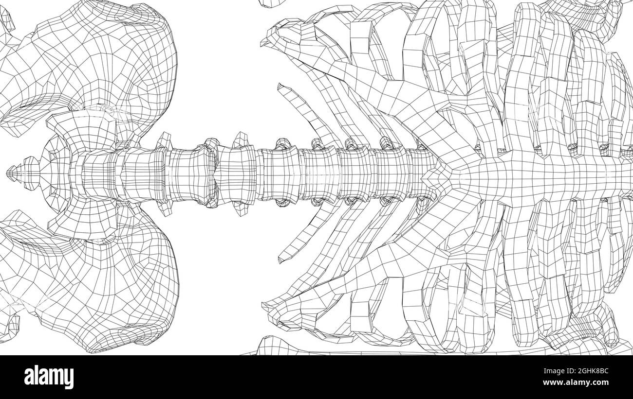 Human skeleton. Vector Stock Vector Image & Art - Alamy