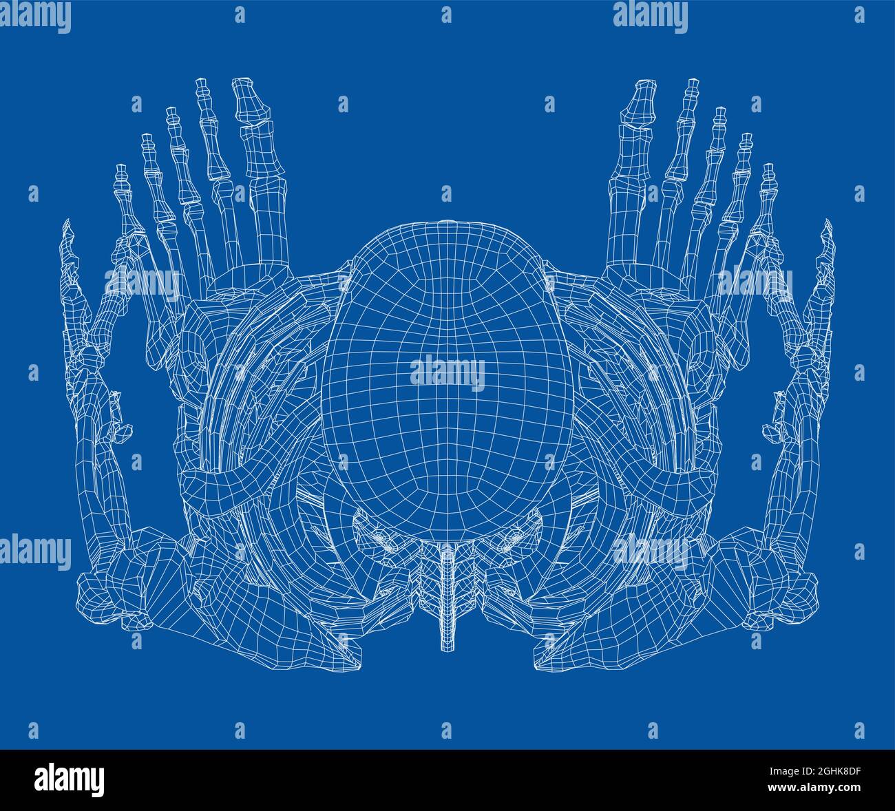 Human skeleton. Vector Stock Vector Image & Art - Alamy