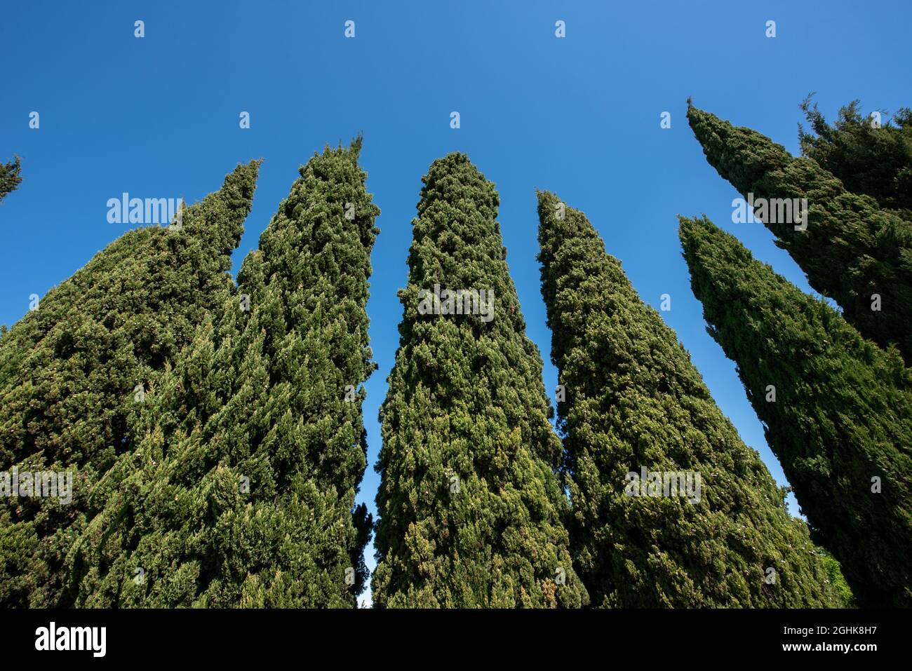 Cylindrical cypress trees hi-res stock photography and images - Alamy