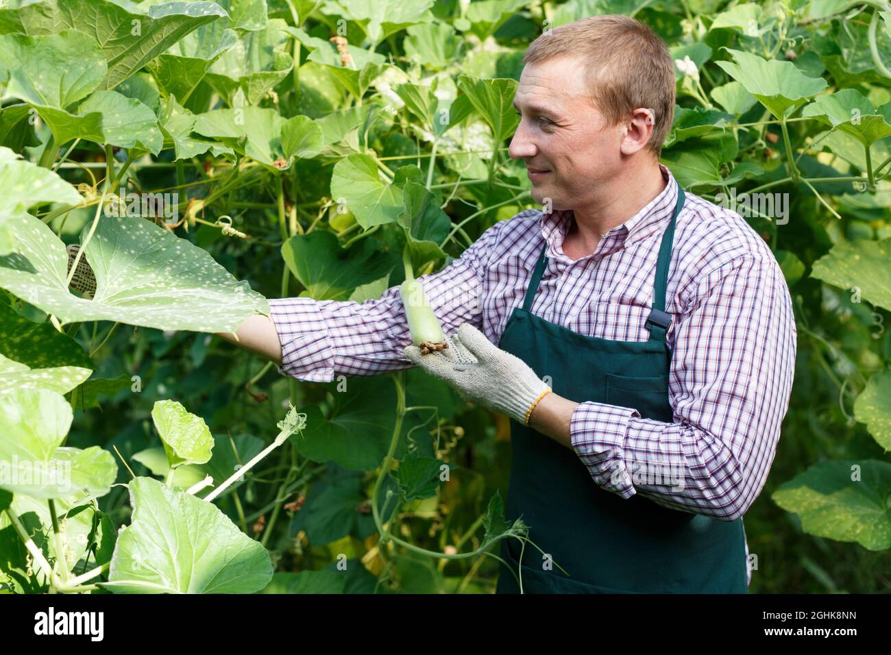 Farmer controlling growth of zucchini Stock Photo - Alamy