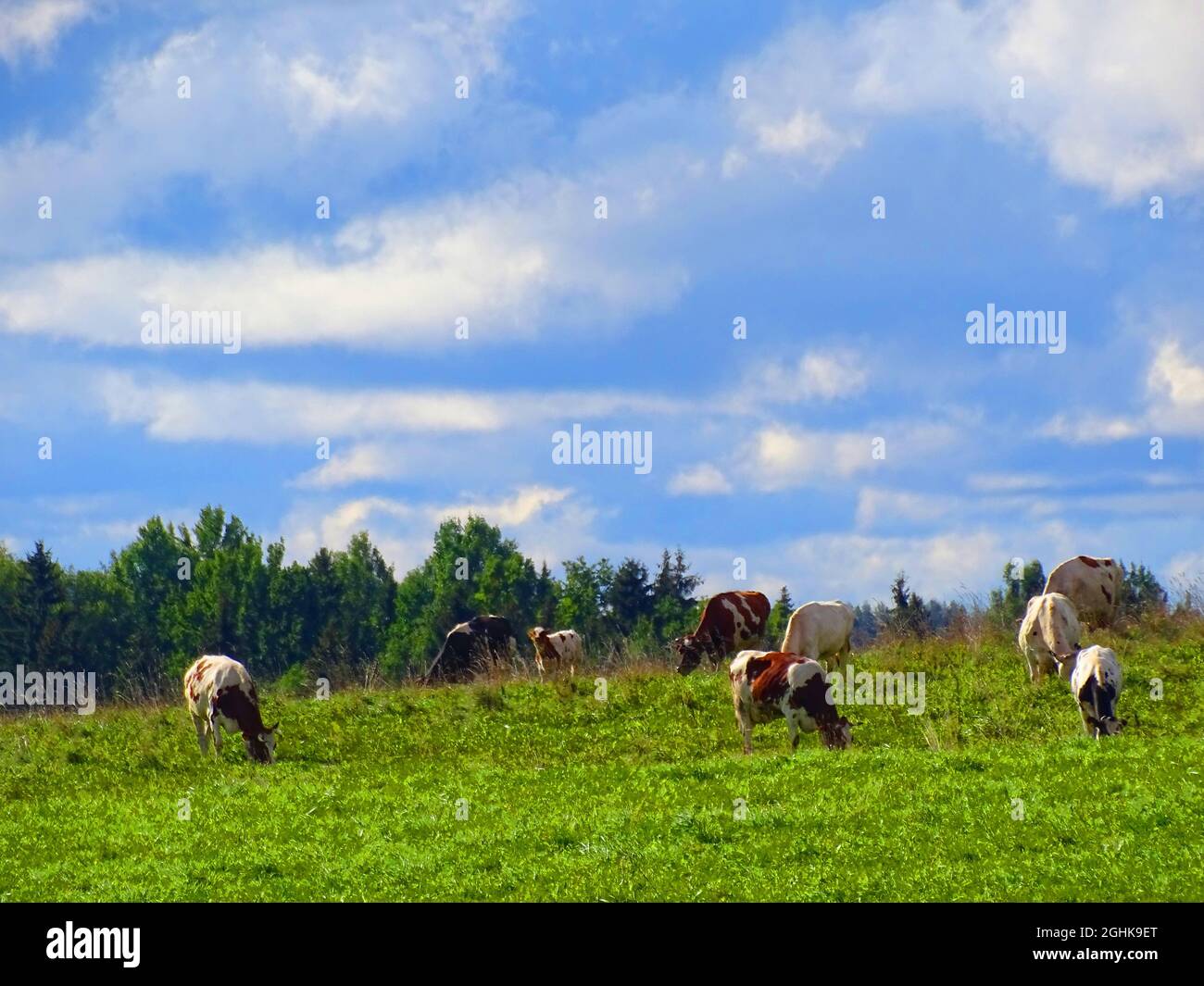 Grasslands with cows hi-res stock photography and images - Alamy