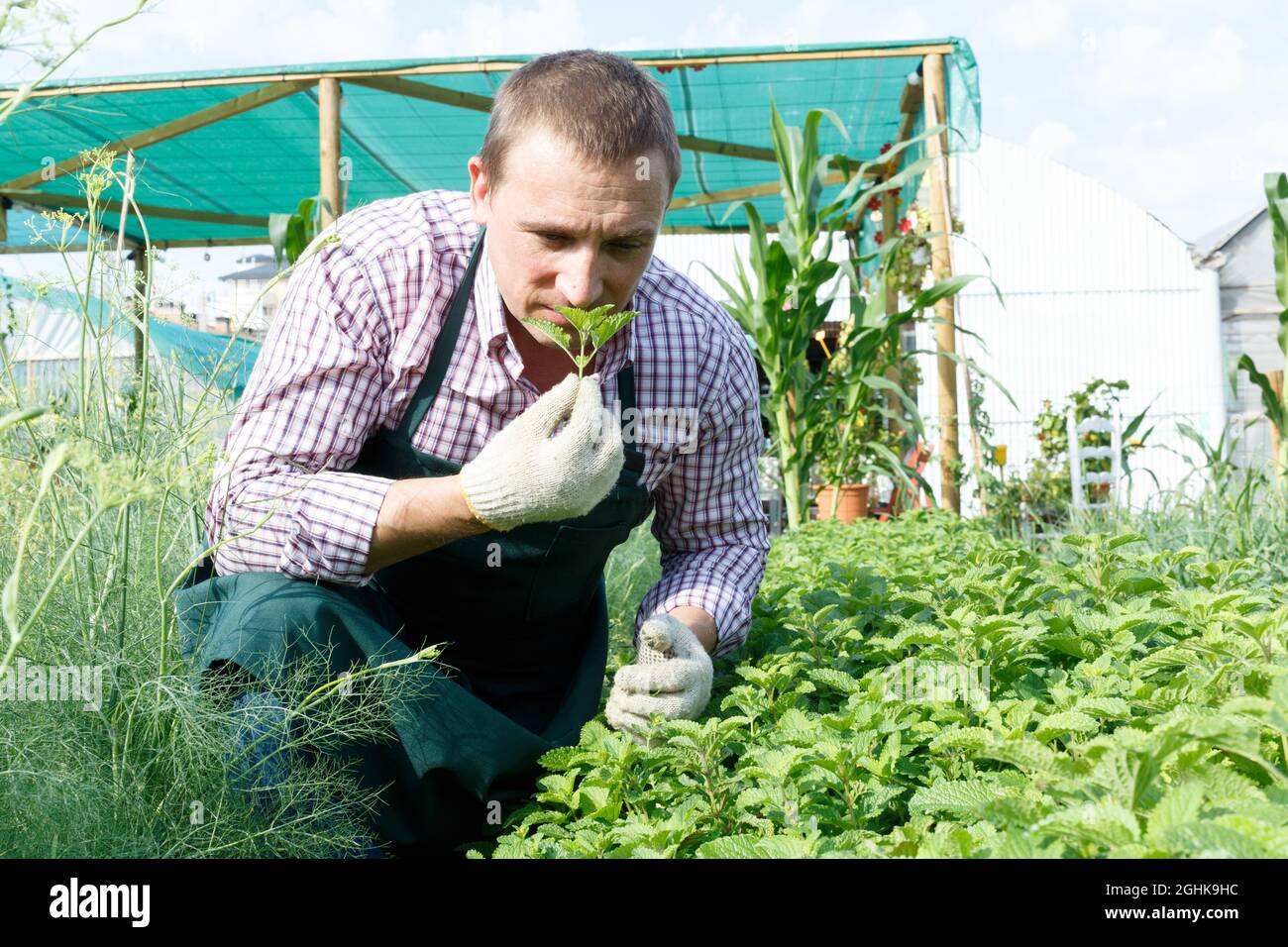 Farmer checking leaves plants hi-res stock photography and images - Alamy