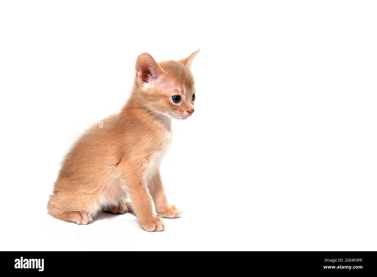 ginger striped purebred cat sitting on white isolated background Stock ...