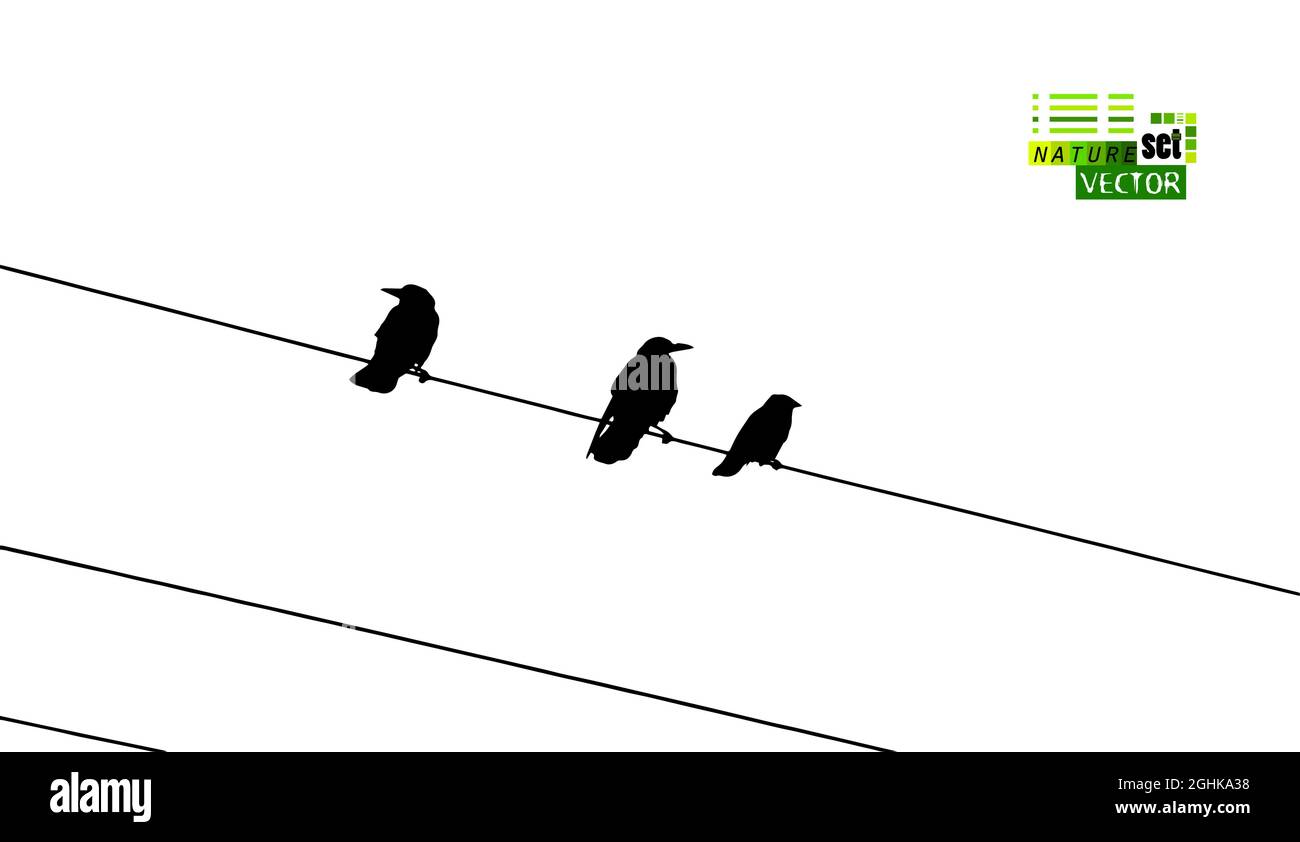 Birds on wires. Vector illustration Stock Vector Image & Art - Alamy