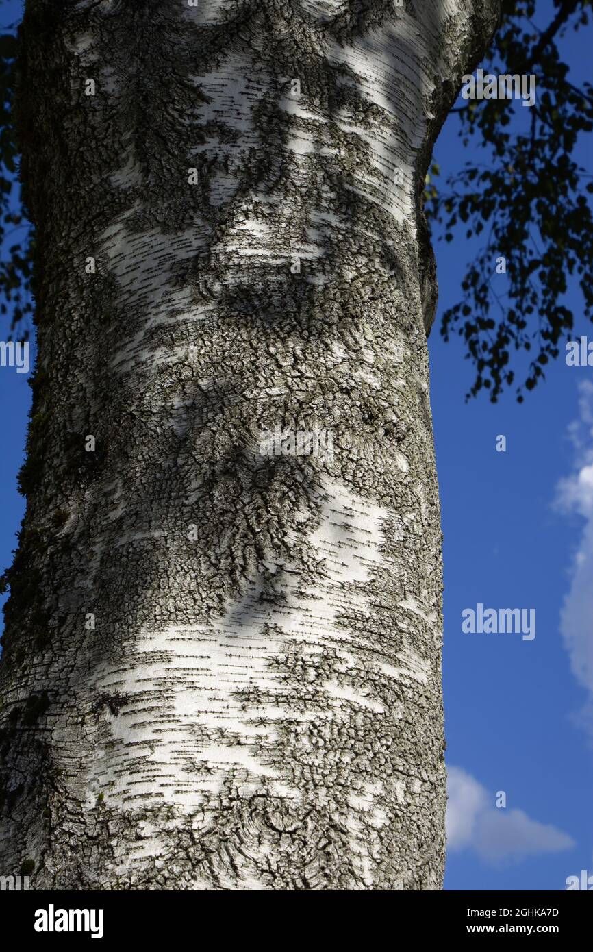 silverleaf poplar tree with rough silver colored trunk and defocused ...