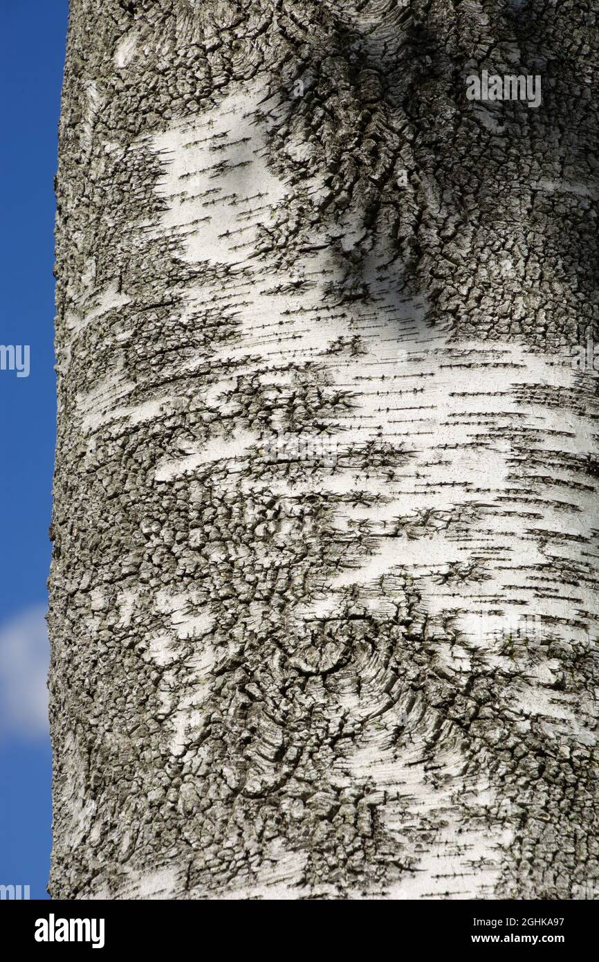 Poplar tree hi-res stock photography and images - Alamy