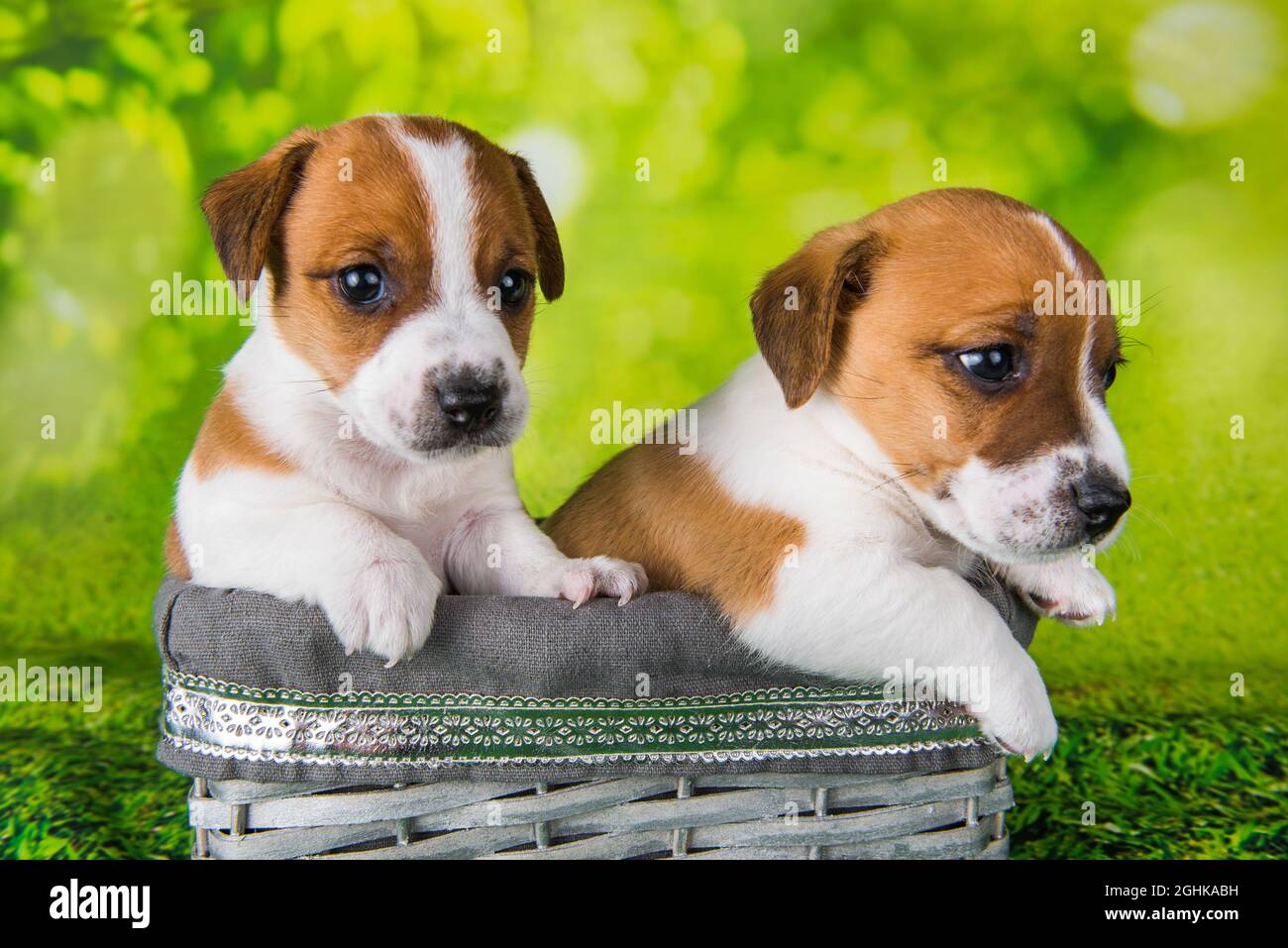 Two cute jack russell terrier puppies sitting in an Easter wicker ...
