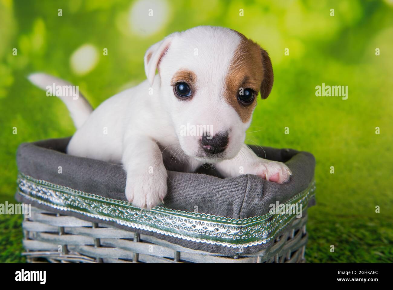 Cute jack russell terrier puppy is sitting in an Easter box Stock Photo ...