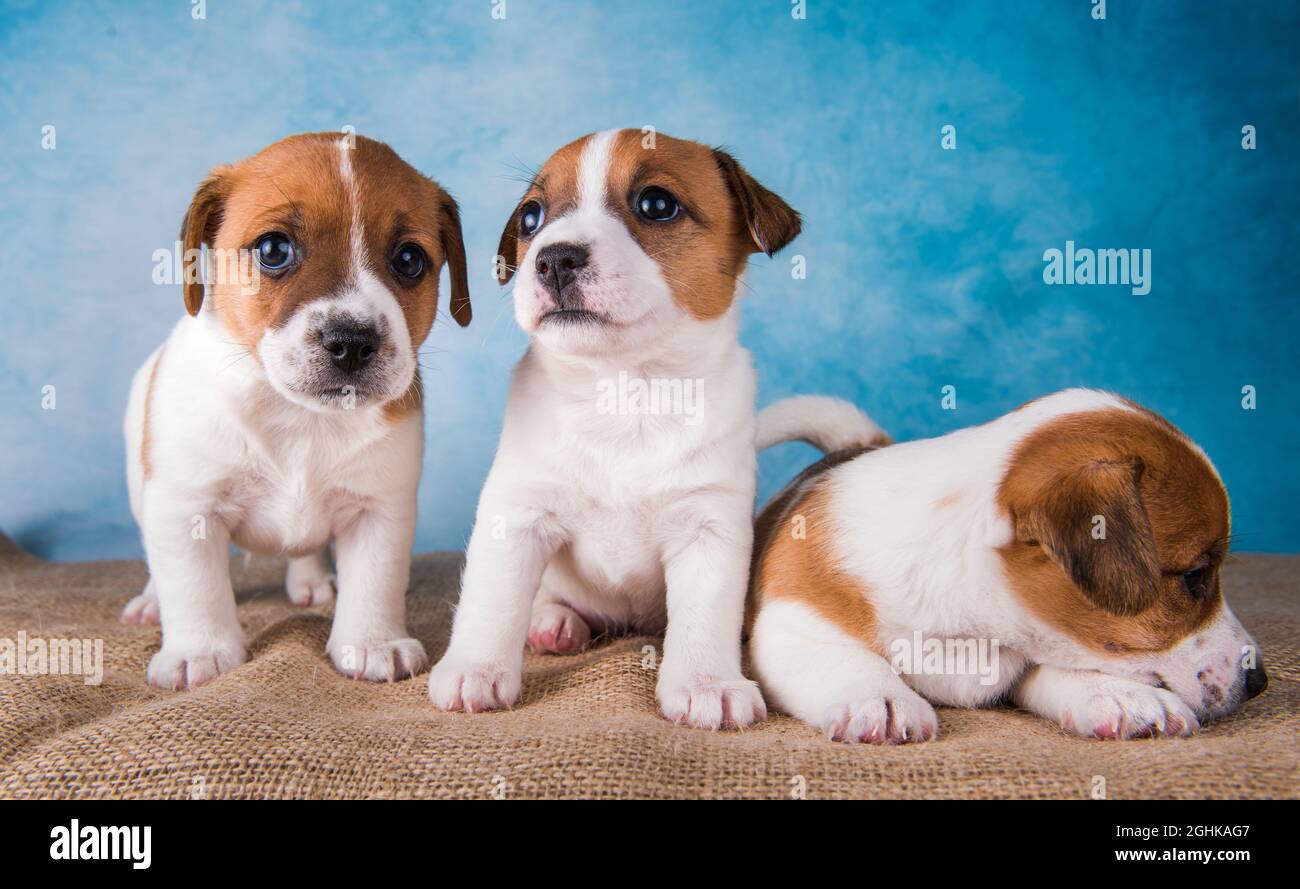 Group of Jack Russell terrier puppies in front of blue background Stock ...