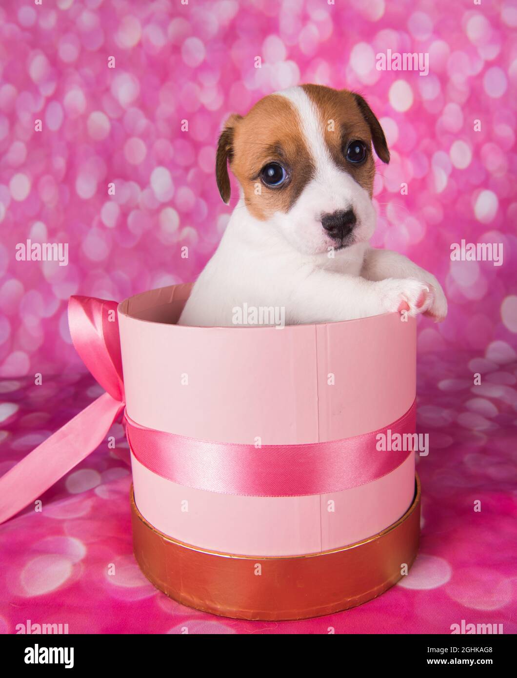Cute jack russel terrier puppy in a pink present box Stock Photo - Alamy