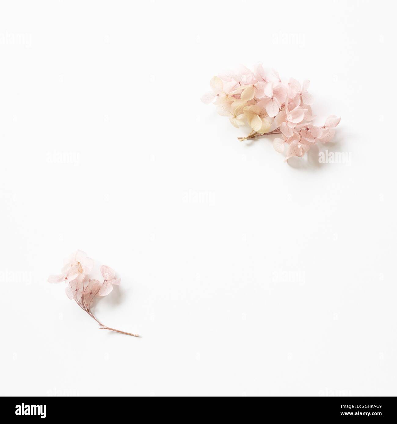 Pink hydrangea flowers frame on white background. flat lay, top view ...
