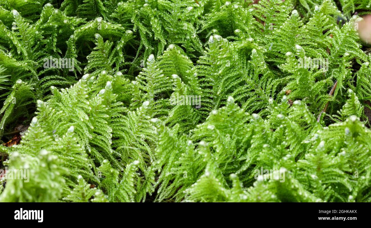Feather moss (Ptilium crista-castrensis Stock Photo - Alamy