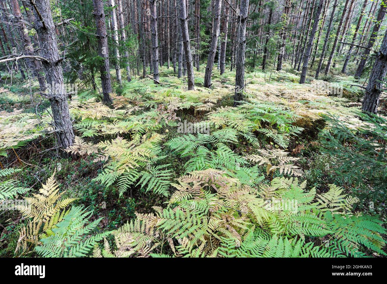 Common bracken (Pteridium aquilinum Stock Photo - Alamy