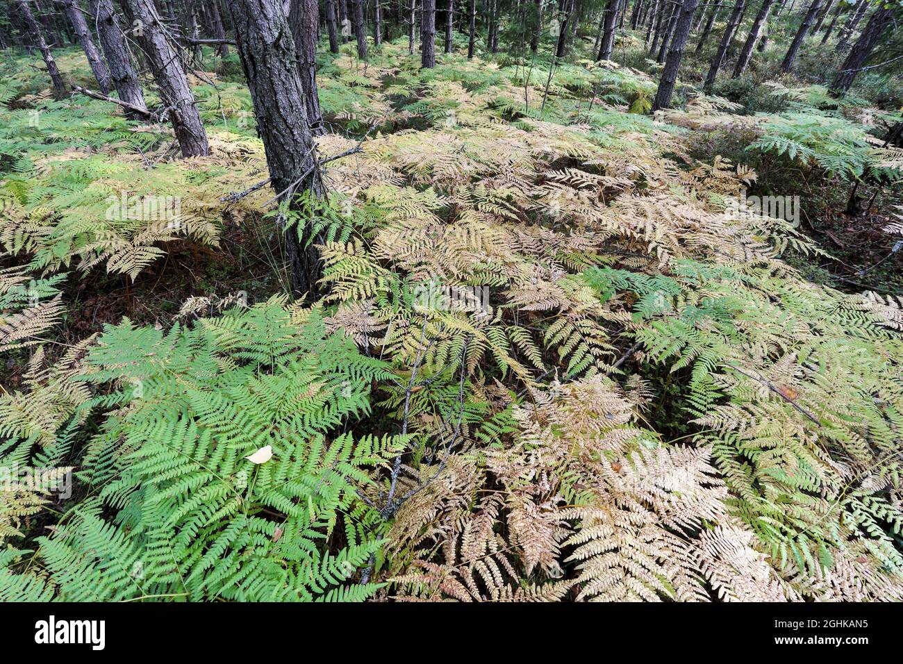 Bracken fern pteridium aquilinum hi-res stock photography and images ...