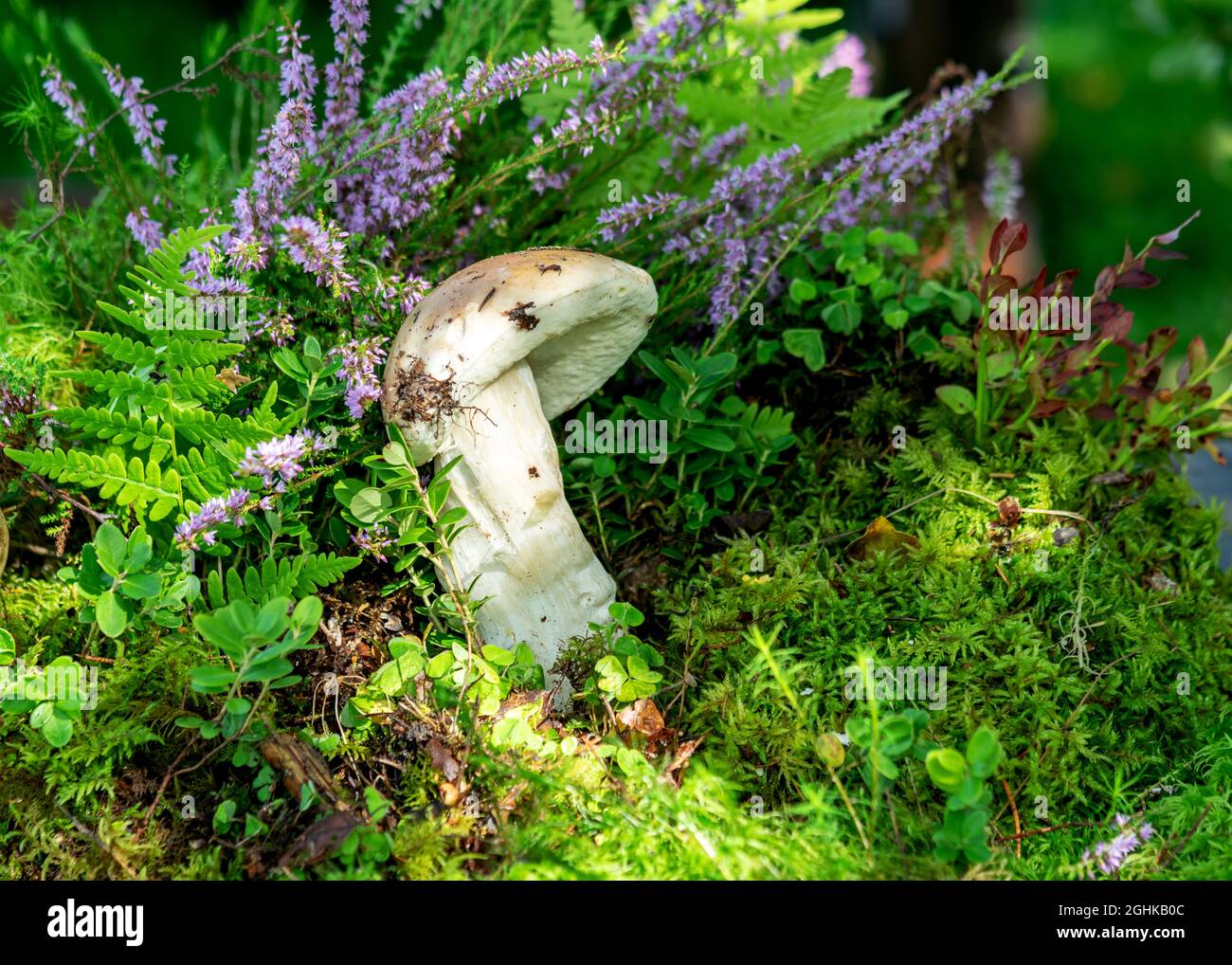 beautiful and colorful photo with mushroom close-up, traditional forest ...