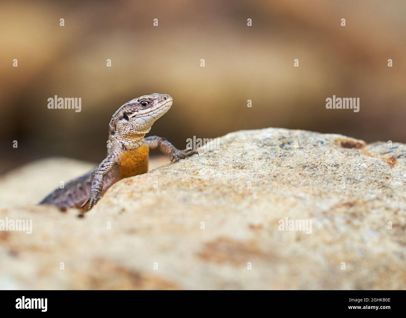 Zootoka vivipara, mountain lizard from Romania Stock Photo - Alamy