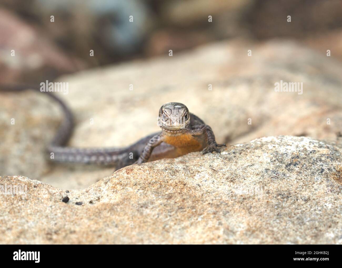 Zootoka hi-res stock photography and images - Alamy