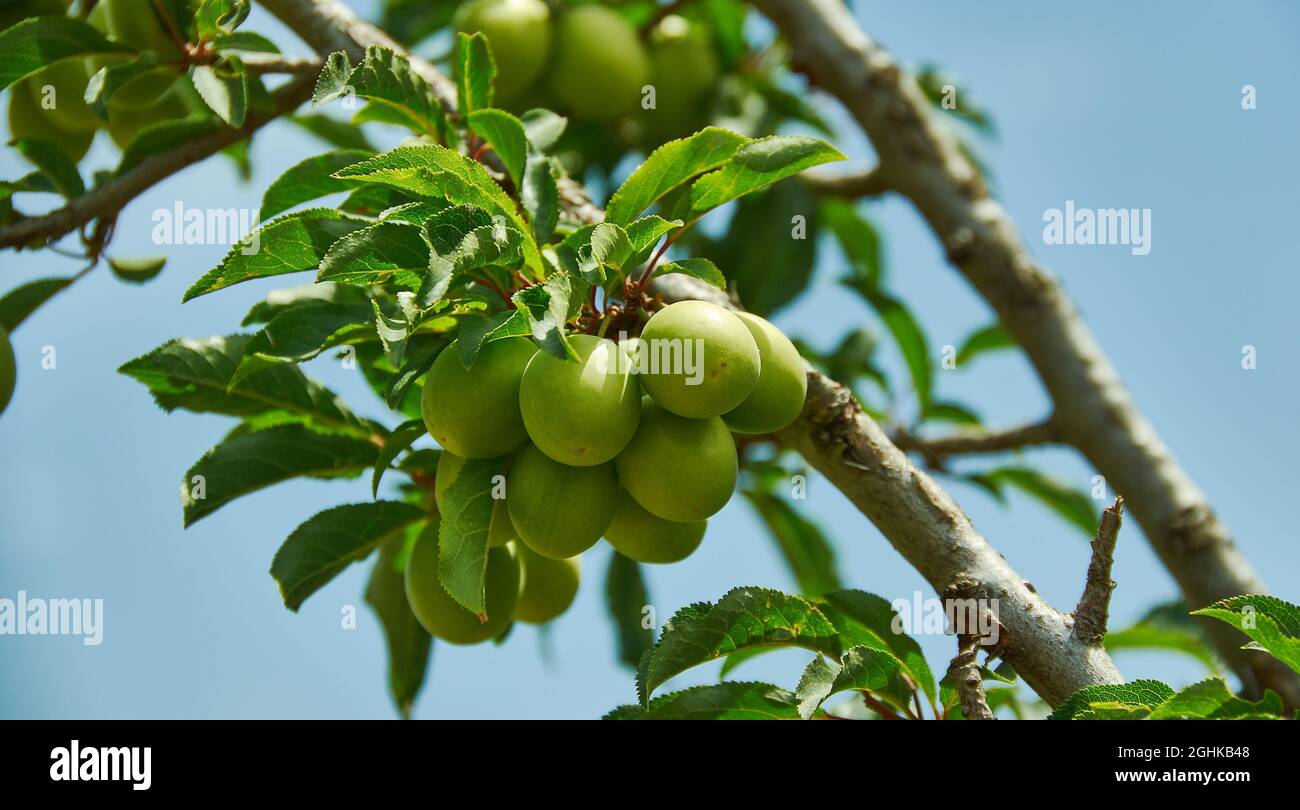 Prunus cerasifera , unripe fruits native to Southeast Europe and ...