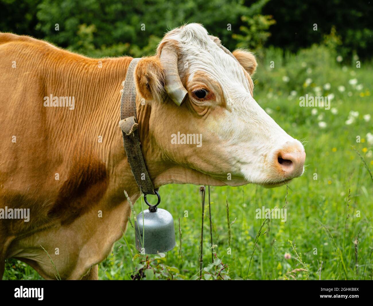 A brown cow with a light head in close-up. Side view. There is a bell ...
