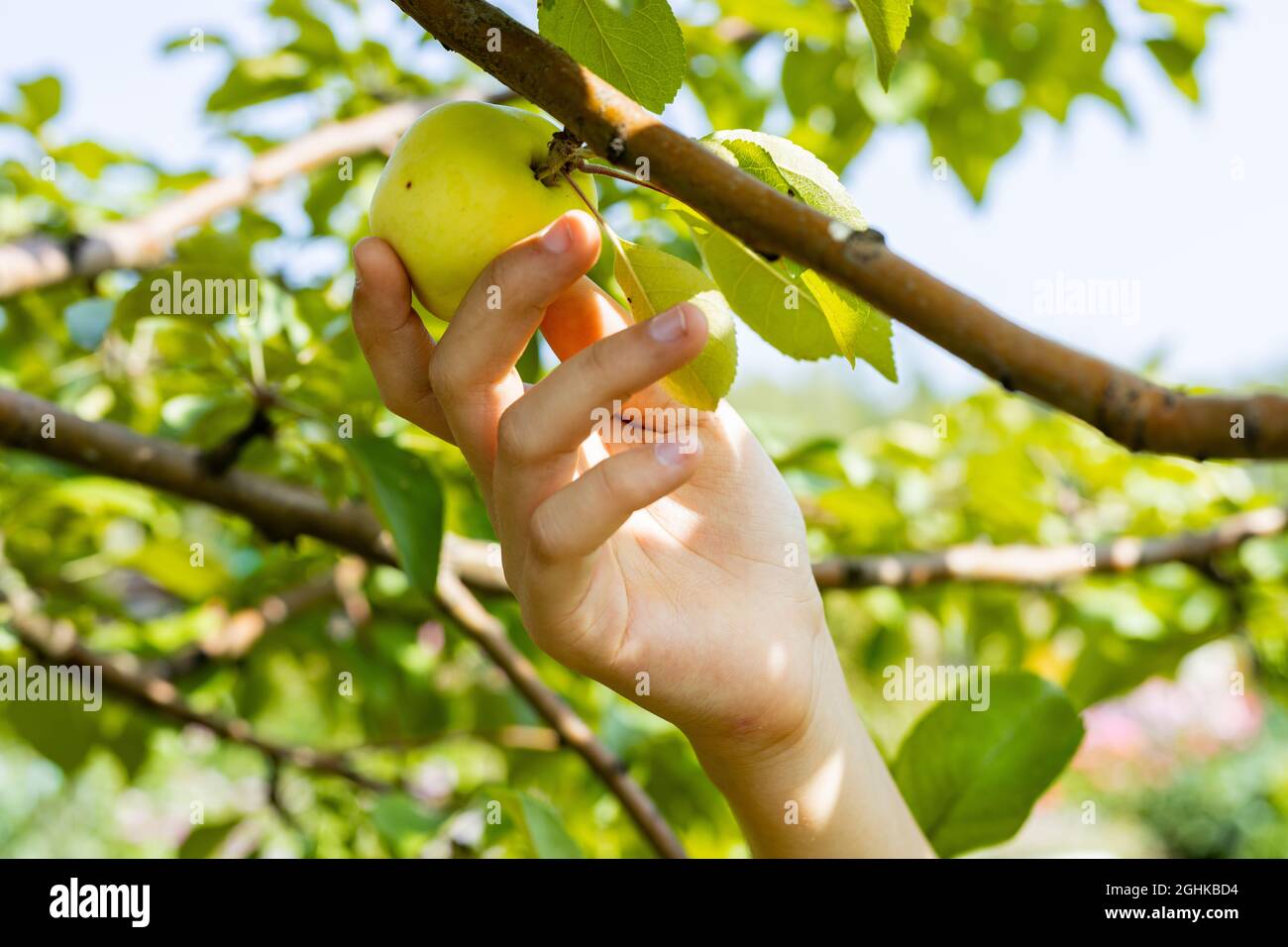 Teenage delicious hi-res stock photography and images - Alamy