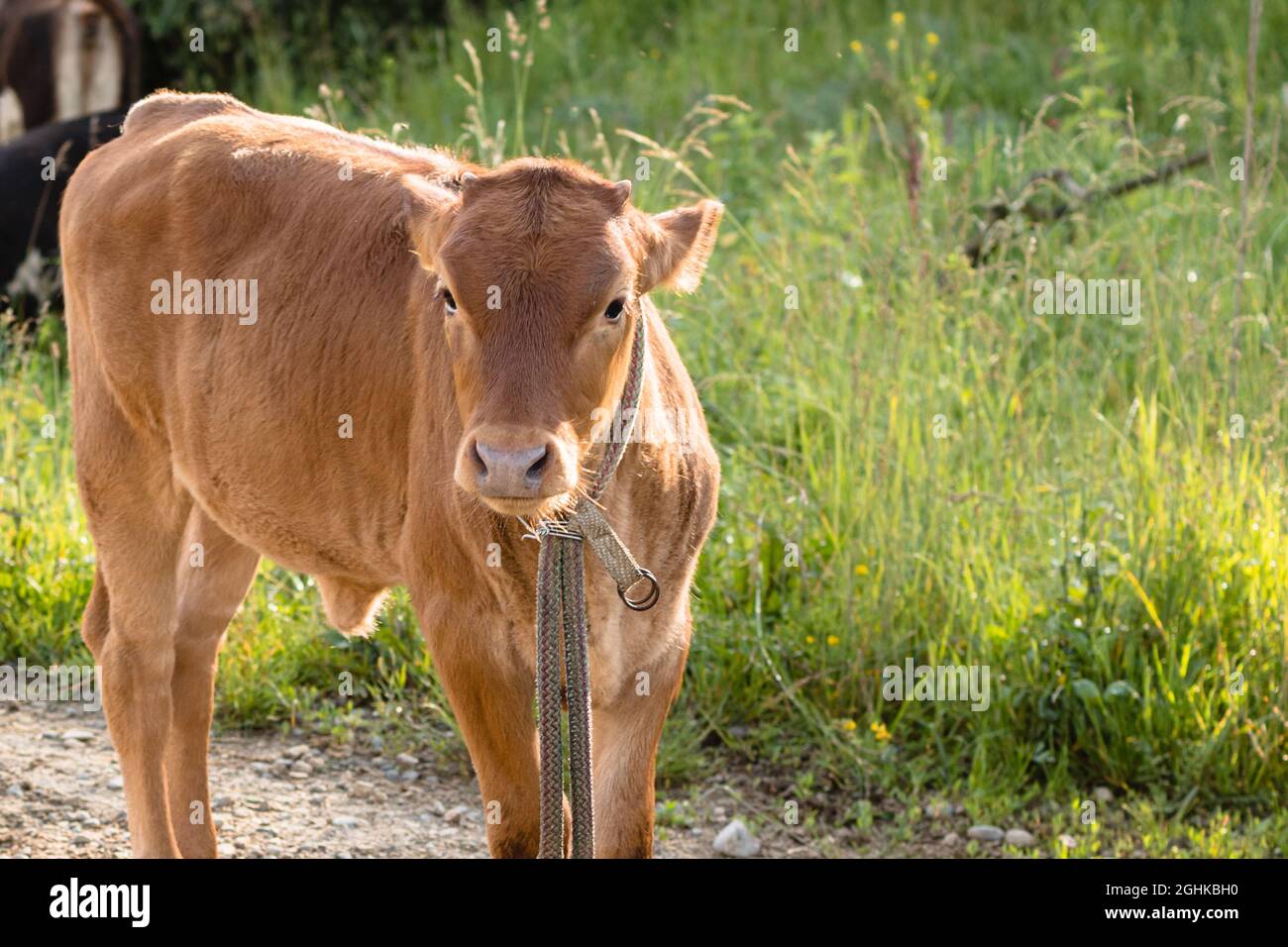 A brown calf with a rope around its neck looks close-up at the camera ...