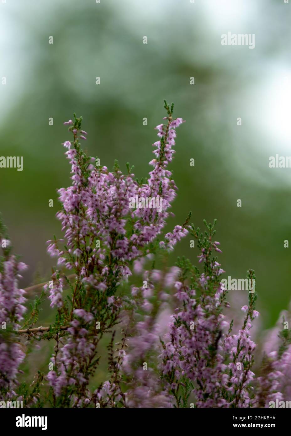 photo with heather flowers in autumn, heather flower details on a fuzzy ...
