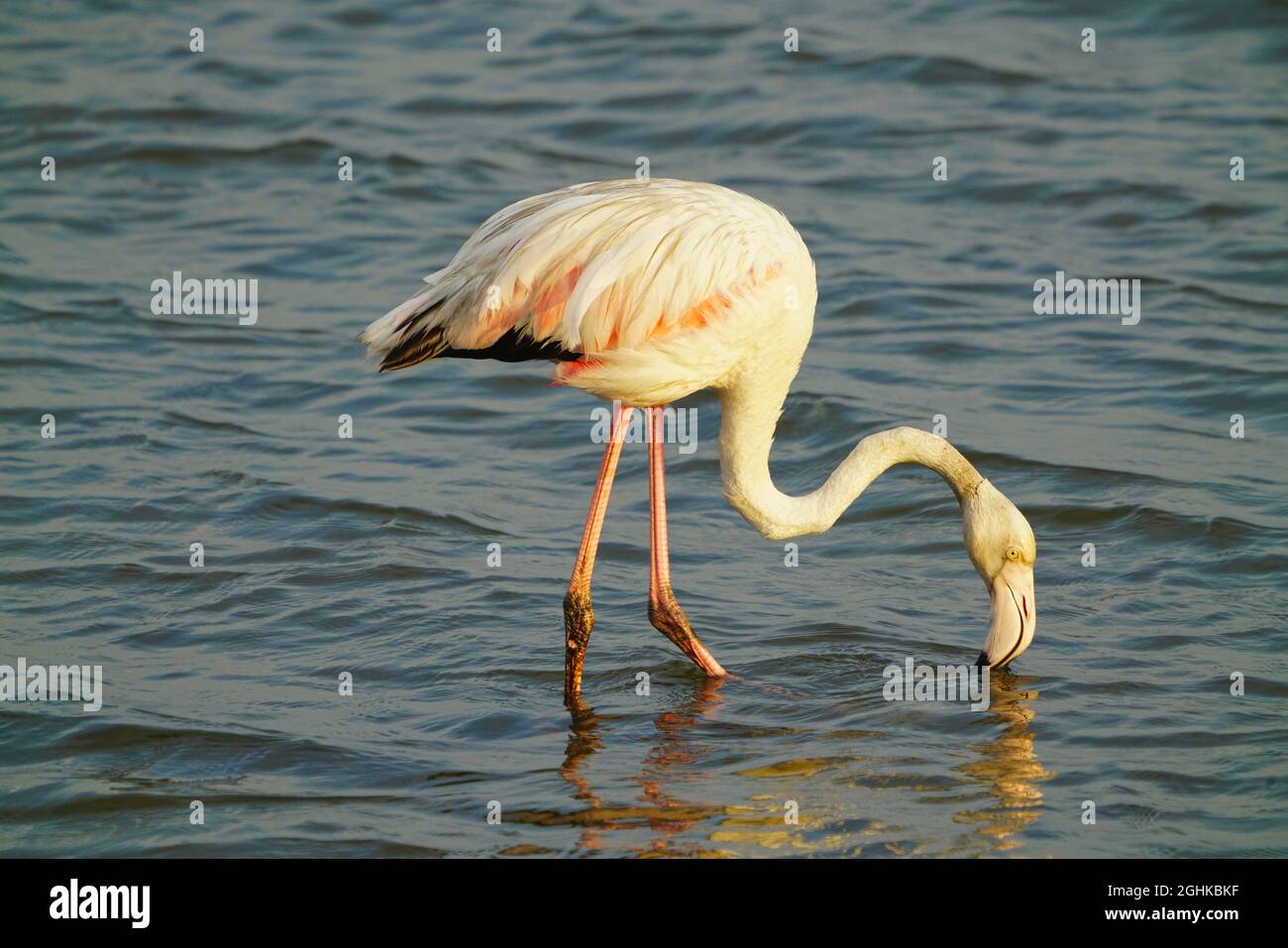 A flamingo feeding in the lagoon at sunset. Full body view. Special ...