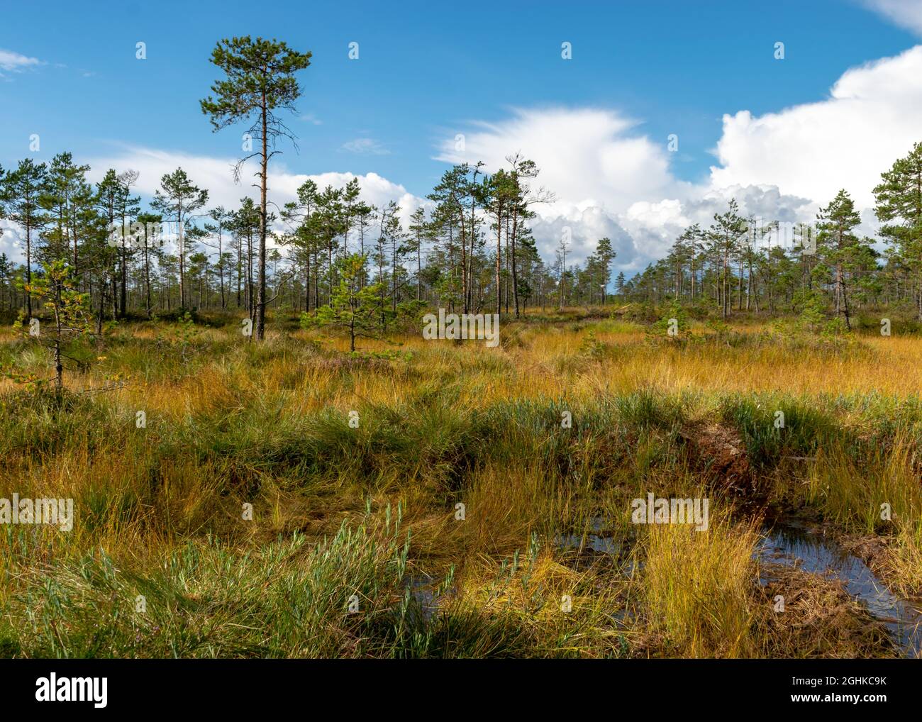 A very beautiful marsh lake covered with bright red grass and shrubs in ...
