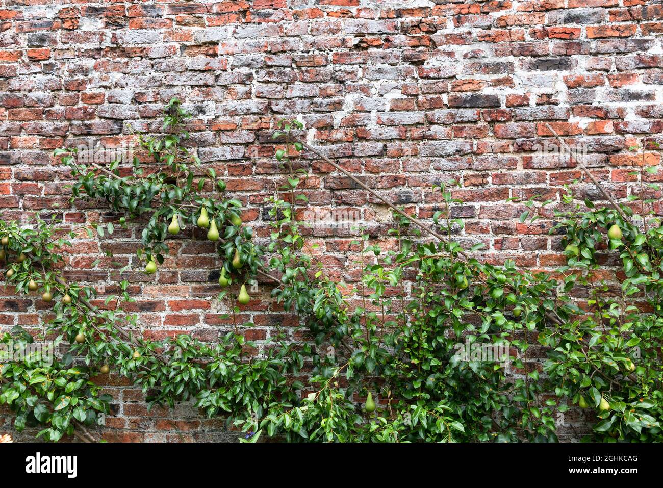Cordon grown pear tree on a wall Stock Photo - Alamy