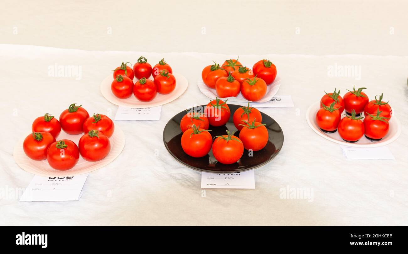 Tomato class at a show Stock Photo - Alamy