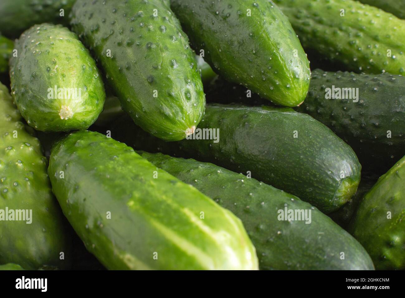background from cucumbers, macro, copy space for text. Freshness ...