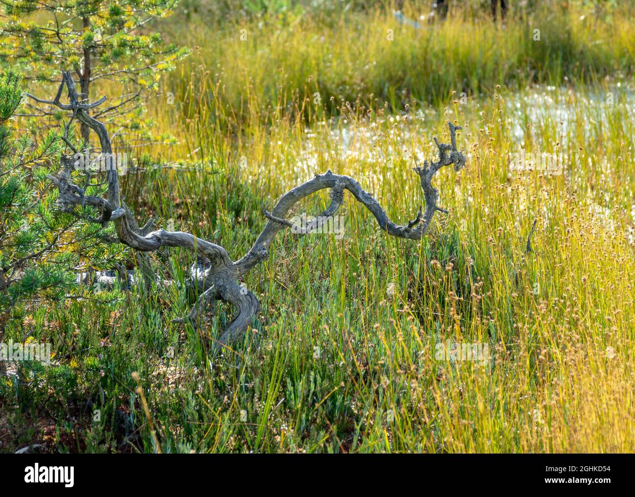 bog in autumn, beautiful bog vegetation, traditional, grass, moss ...