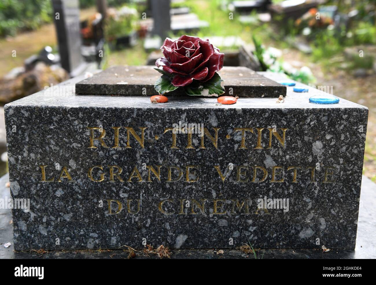 Rin tin tin star hi-res stock photography and images - Alamy