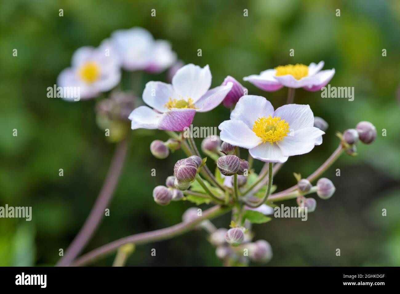 Pink flower of Chinese anemone / Anemone hupehensis in the garden Stock ...