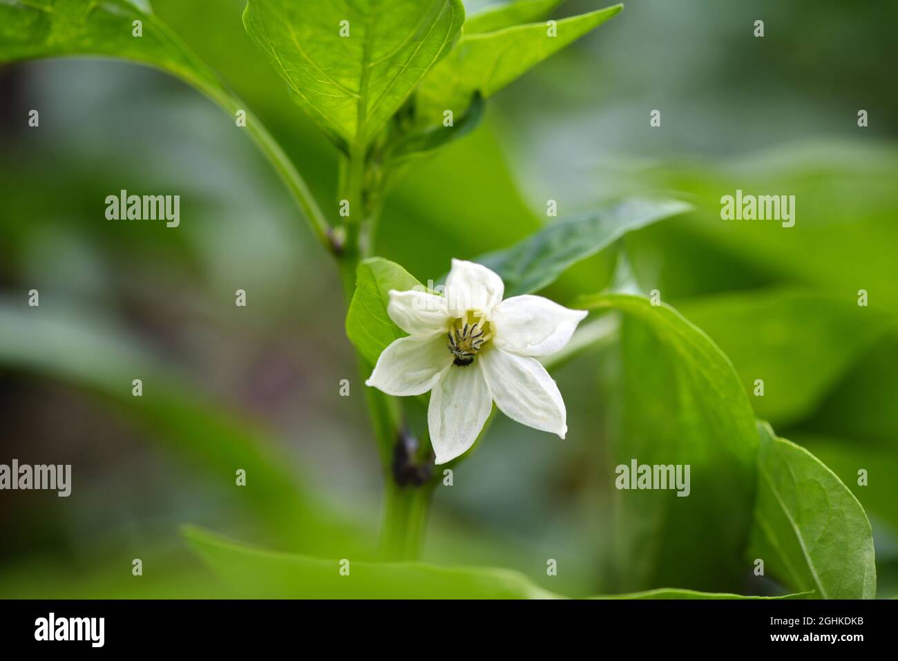 Bell pepper flower hi-res stock photography and images - Alamy