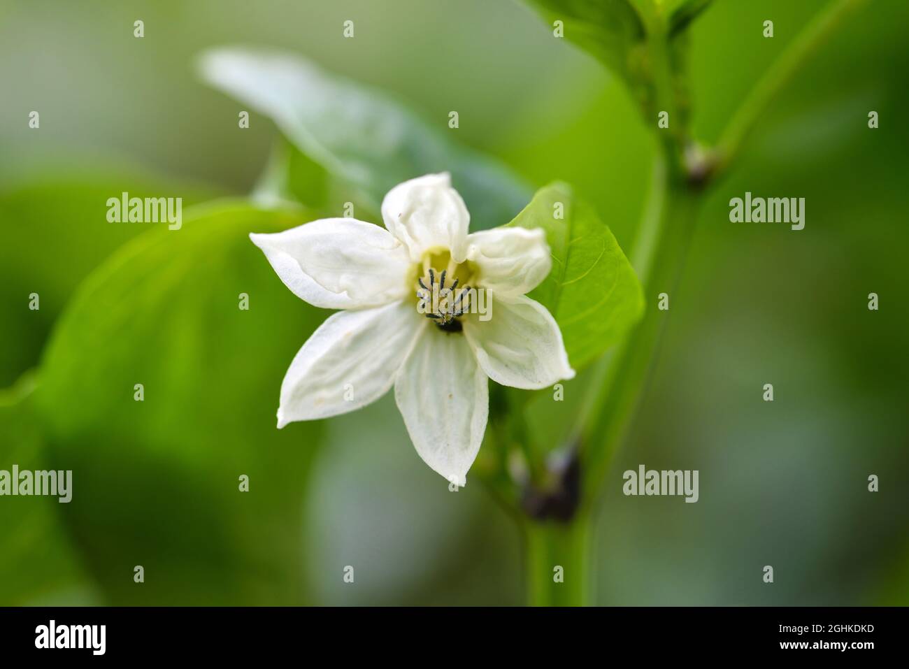 Bell pepper flower hi-res stock photography and images - Alamy