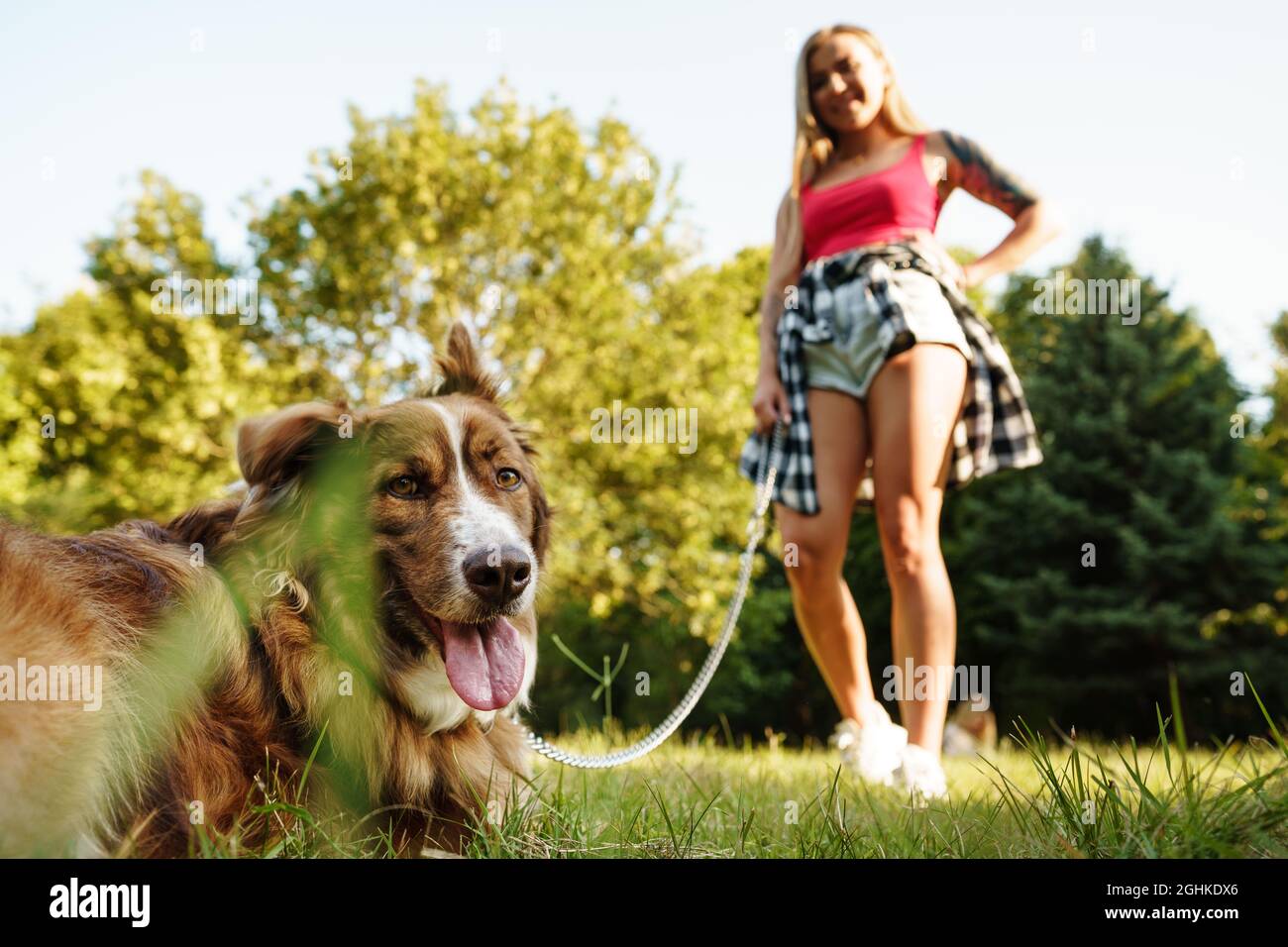 Border Collie dog on a walk in park with it's female owner Stock Photo ...