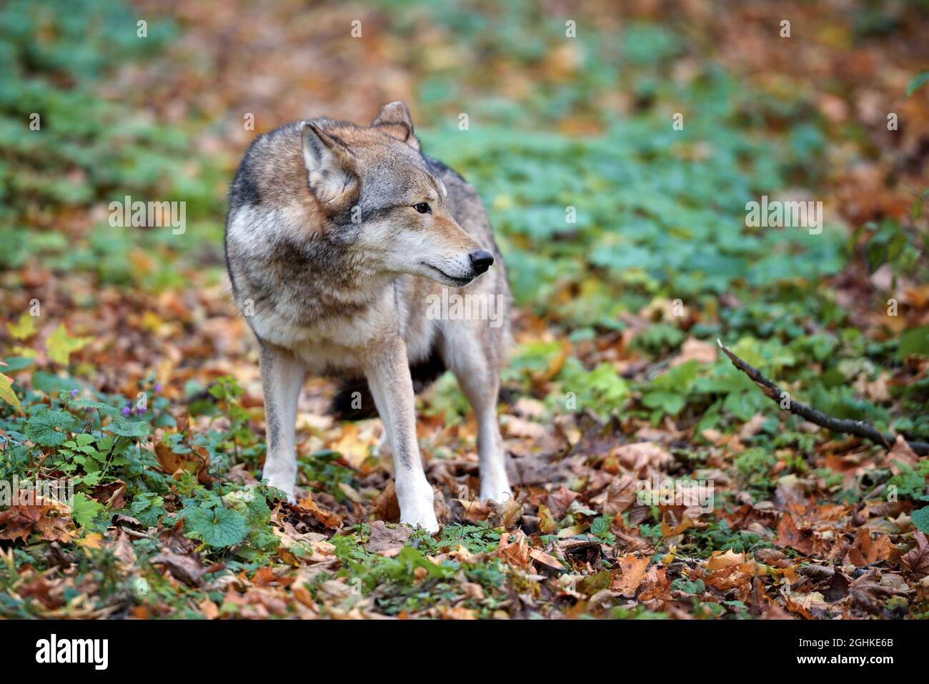 Wolf in natural habitat hi-res stock photography and images - Alamy