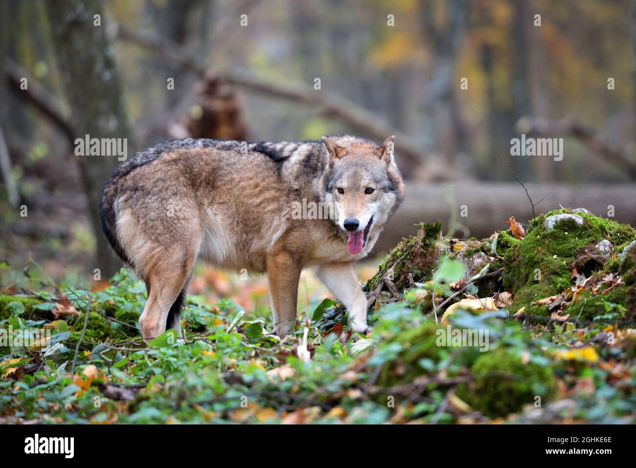 Wolf in natural habitat hi-res stock photography and images - Alamy