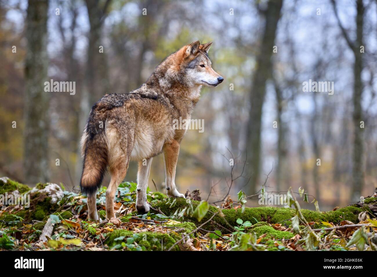 Wolf in natural habitat hi-res stock photography and images - Alamy
