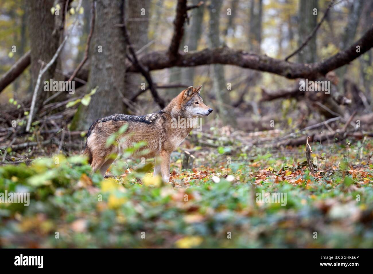 Wolf in natural habitat hi-res stock photography and images - Alamy