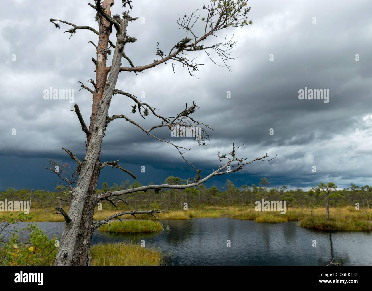 bog in autumn, silhouette of a dead bog pine, gorgeous bog vegetation ...